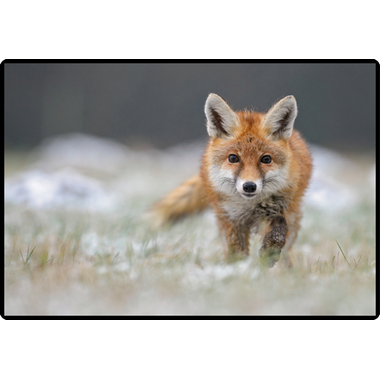 HANSA Schreibunterlage 50x34cm 41-6000.080 Fuchs | postshop.ch